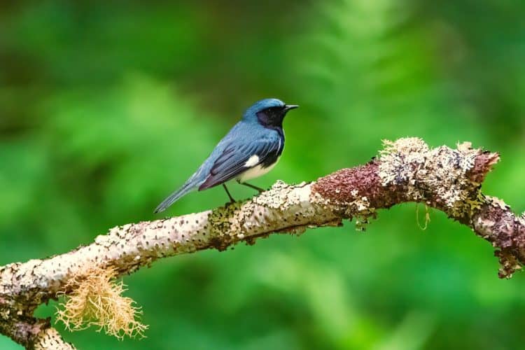 17 Stunning Black birds With Blue Heads (Explain & Photos)