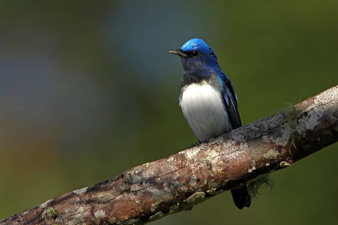 17 Stunning Black birds With Blue Heads (Explain & Photos)