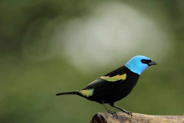 17 Stunning Black birds With Blue Heads (Explain & Photos) – Nature and ...