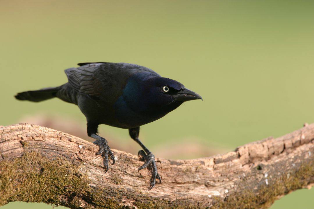 17 Stunning Black birds With Blue Heads (Explain & Photos)