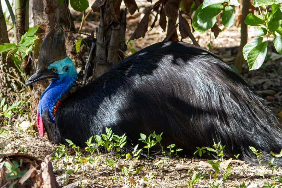17 Stunning Black birds With Blue Heads (Explain & Photos)