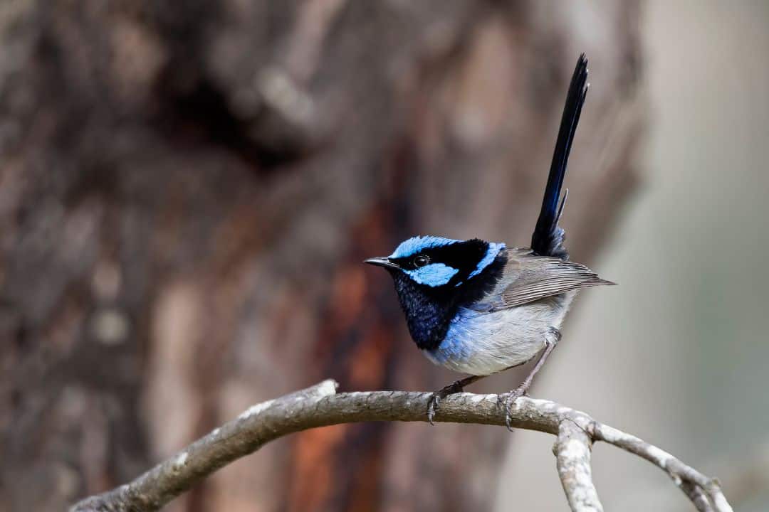 17 Stunning Black birds With Blue Heads (Explain & Photos)