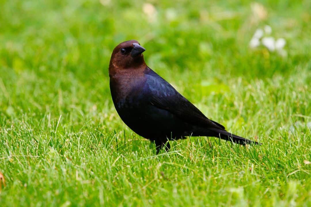 22 Common black birds in Florida (Explain & Photos)
