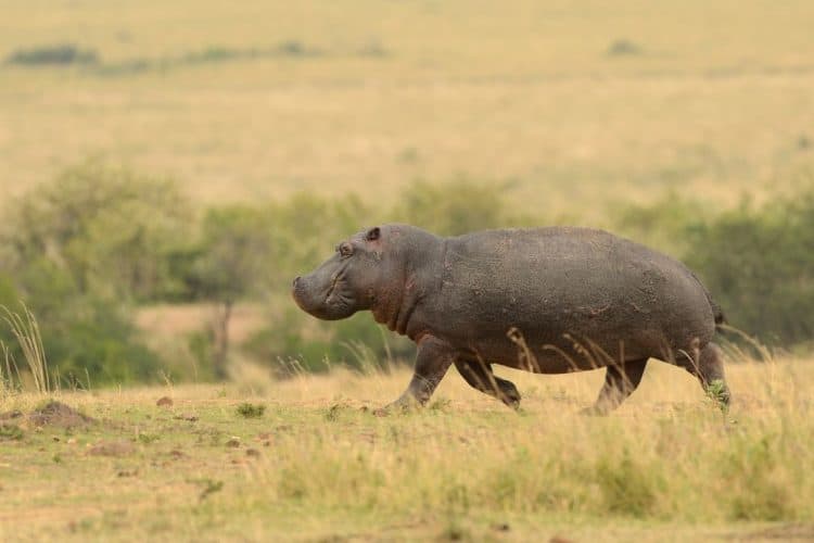 How fast are hippos? Interesting facts about their speed – Nature and ...