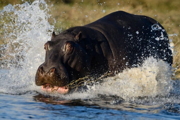 How fast are hippos? Interesting facts about their speed – Nature and ...