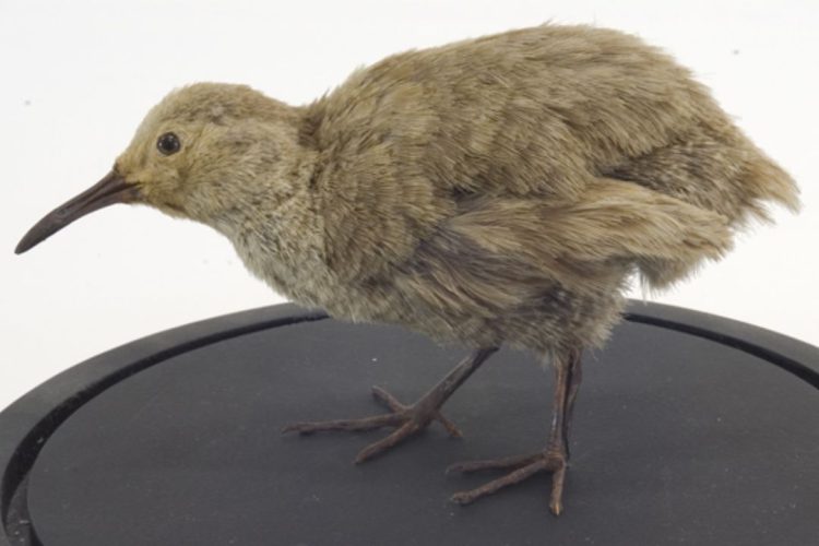 15 Fascinating Flightless New Zealand Birds (Photos) – Nature and ...