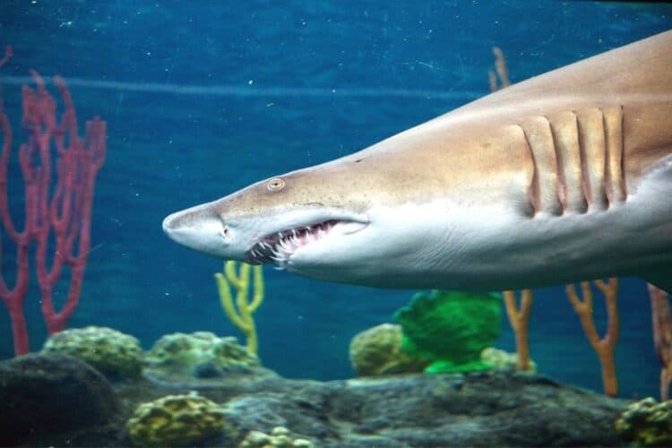 Are there sharks in the Mediterranean sea? – Nature and Wildlife TV ...