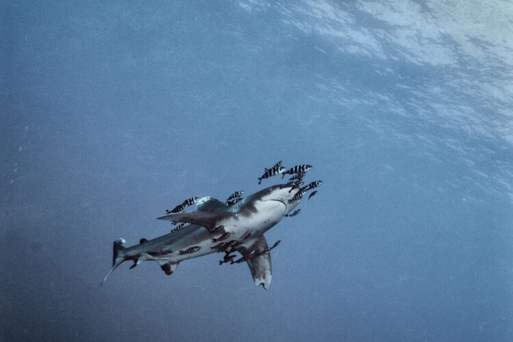 Can sharks swim backward? – Nature and Wildlife TV – Explore & Learn ...