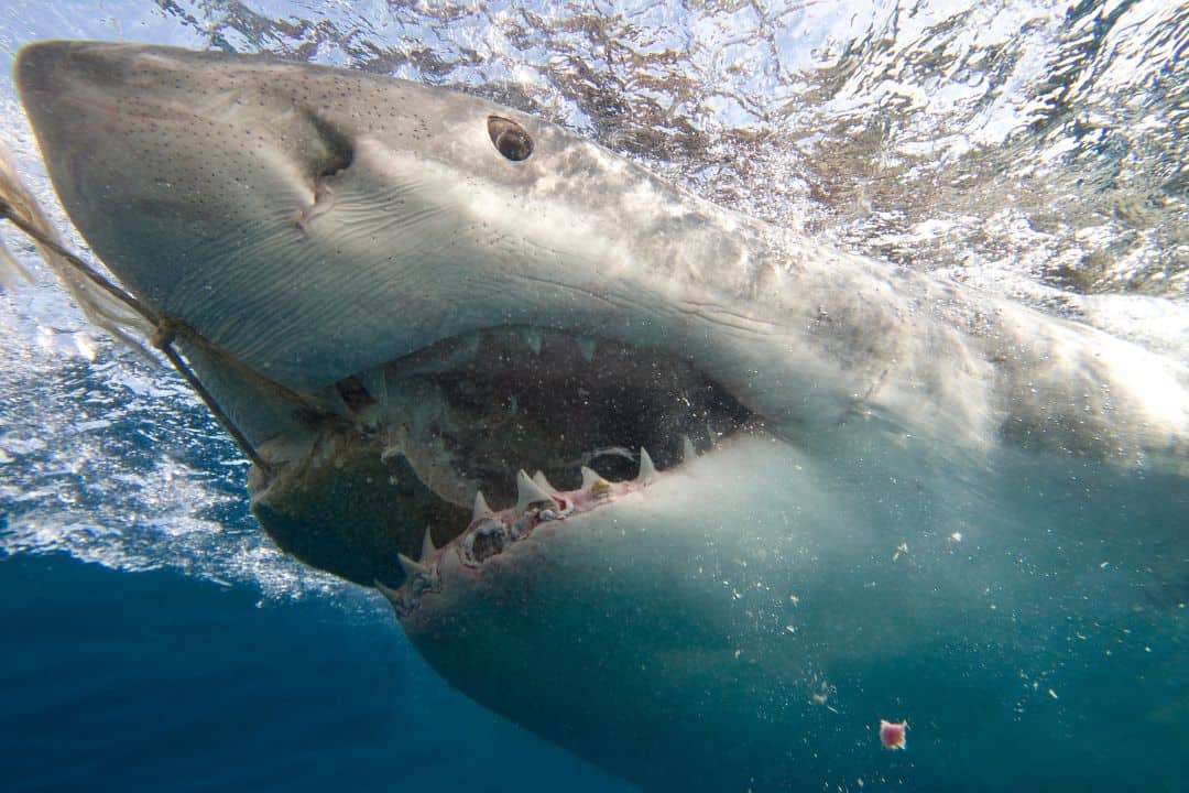 Do sharks have tongues? The answer may surprise you! – Nature and ...