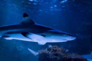 Are there sharks in the Gulf of Mexico? - Nature and Wildlife TV