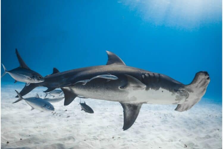 Are there sharks in the Gulf of Mexico? – Nature and Wildlife TV ...