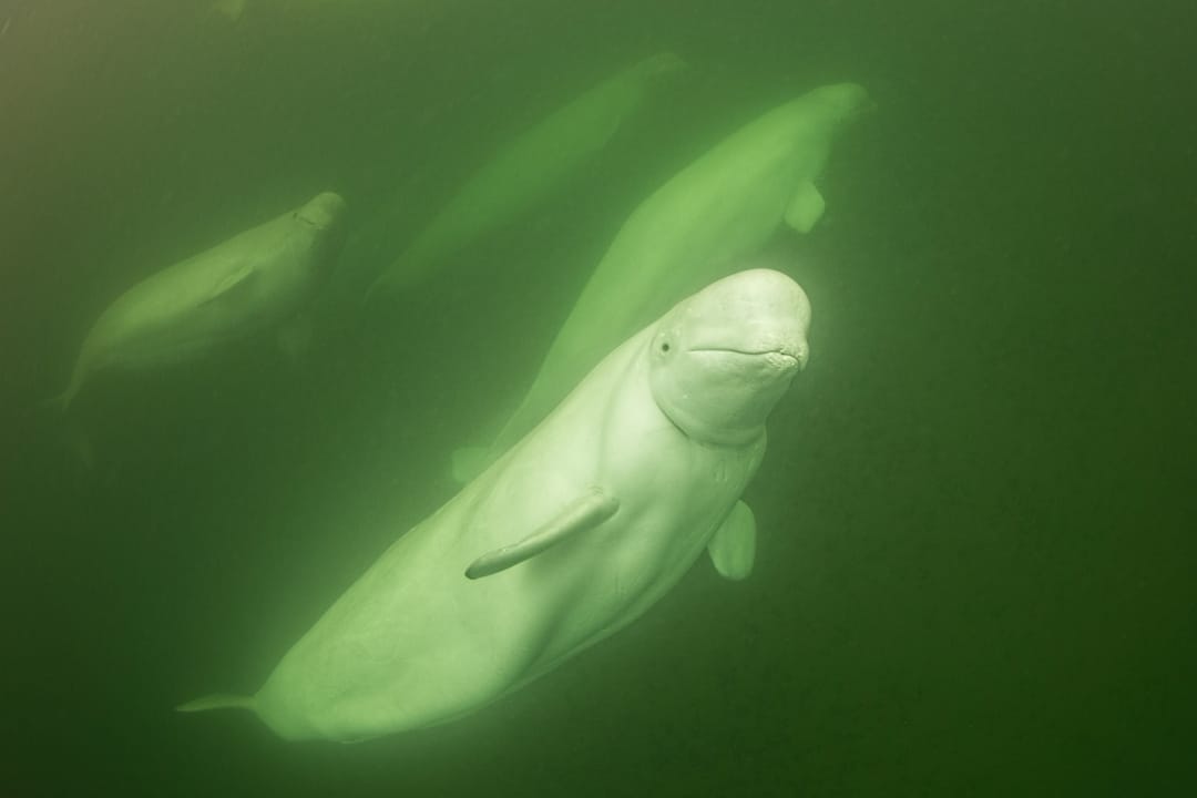 Do Beluga Whales Have Knees? Discover the Surprising Truth!