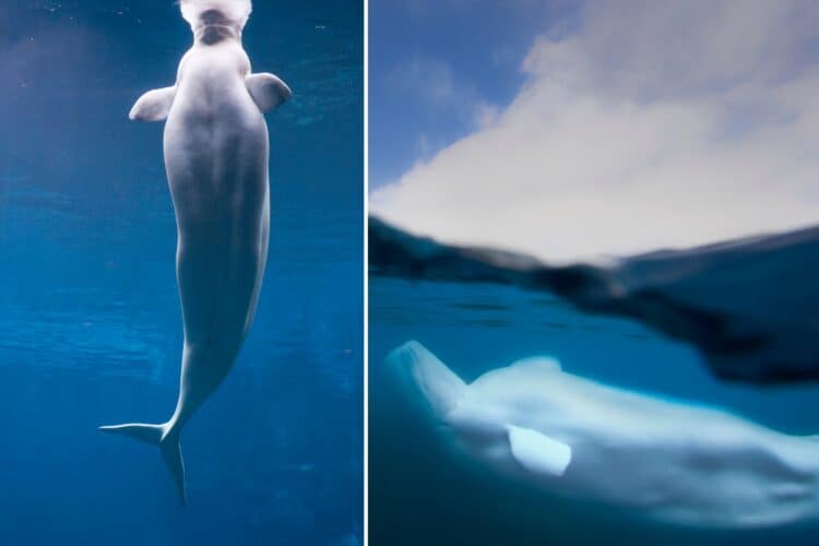 Do Beluga Whales Have Knees? Discover the Surprising Truth!