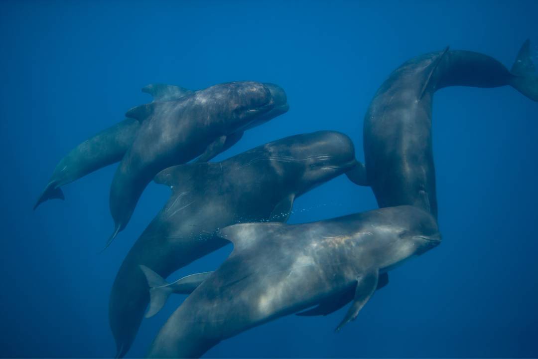 How Do Whales Mate? Uncover the Mystery of Whale Mating – Nature and ...