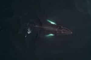 How Fast Can a Whale Swim? We Unravel the Mystery – Nature and Wildlife ...