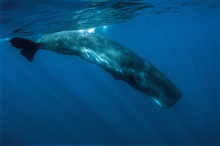 How Fast Can a Whale Swim? We Unravel the Mystery – Nature and Wildlife ...