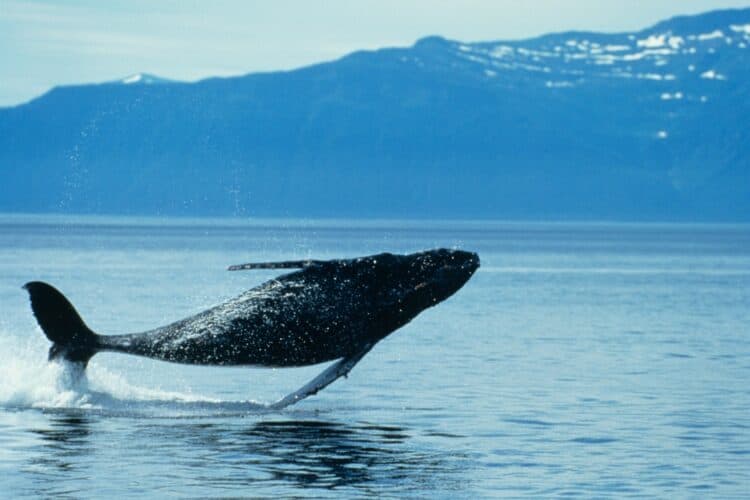 How do whales hear? Do they have ears like humans? – Nature and ...