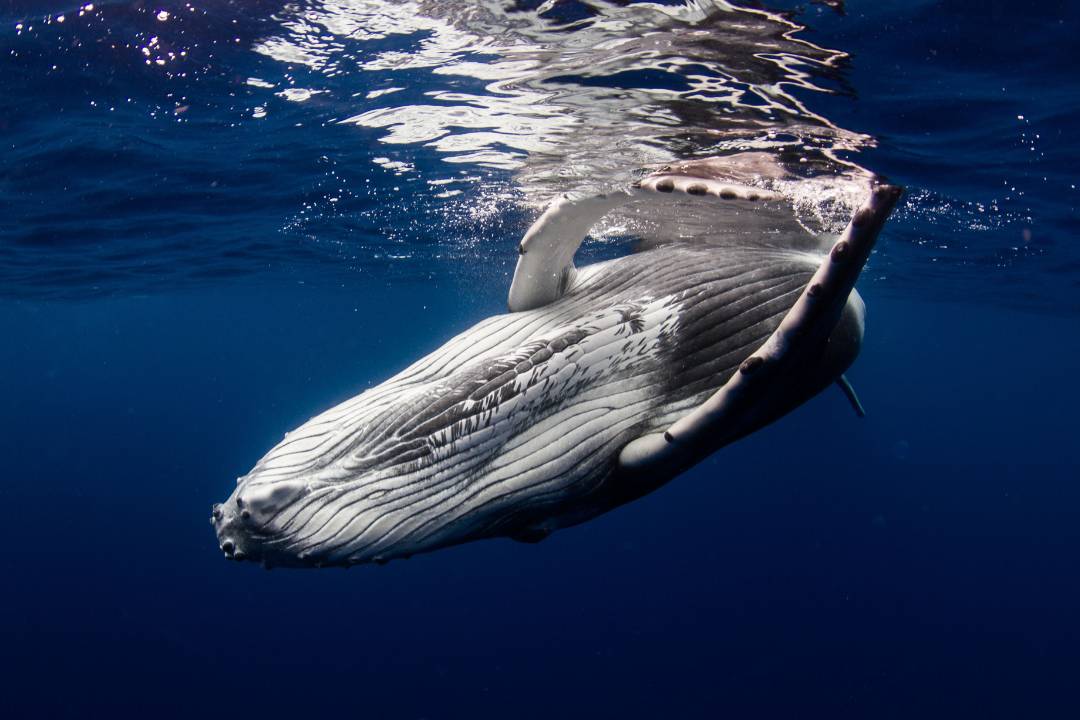 How do whales hear? Do they have ears like humans? – Nature and ...