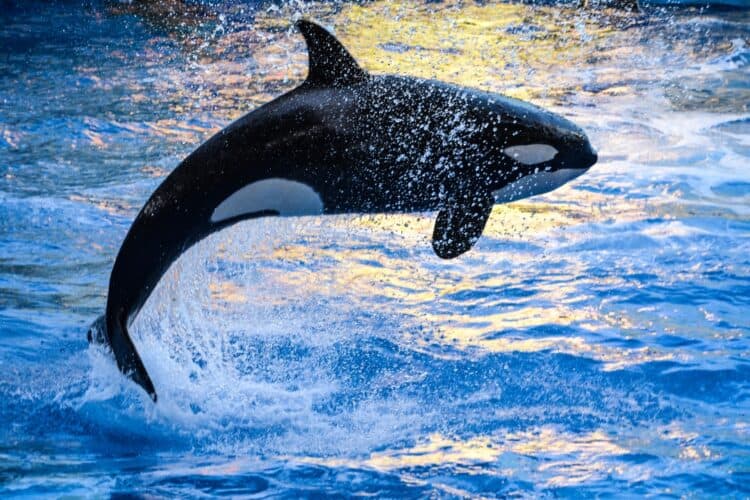 How do whales hear? Do they have ears like humans? – Nature and ...