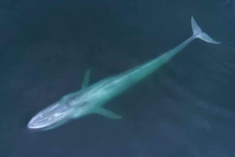How do whales sleep? Do they drown when sleeping? – Nature and Wildlife ...