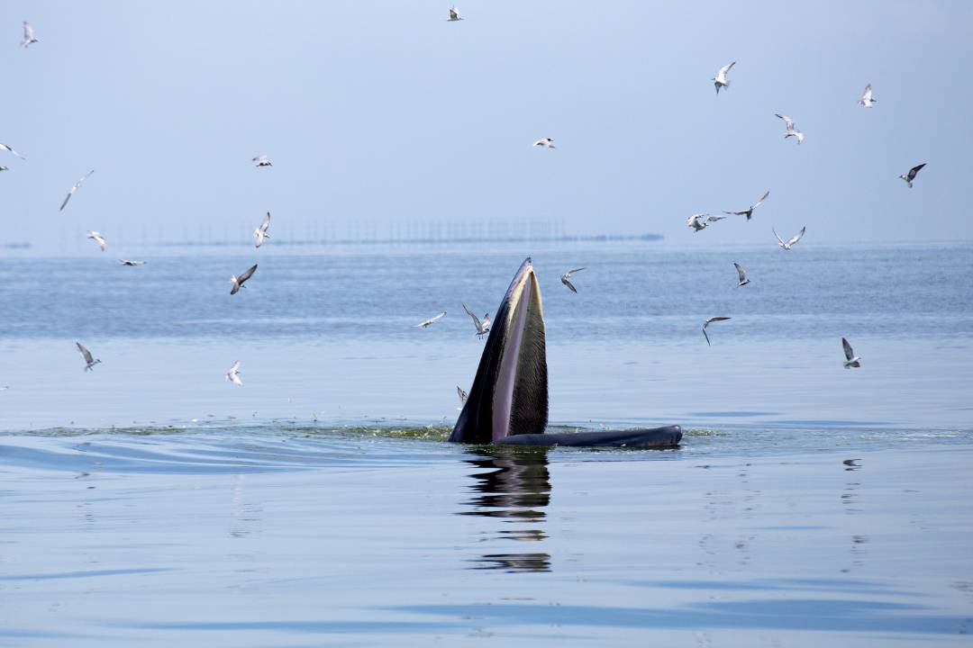 What do whales eat? Complete explaining about their diet – Nature and ...