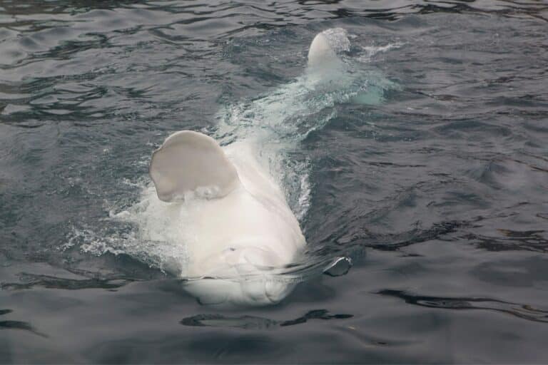 Are beluga whales friendly? Can you touch them? – Nature and Wildlife ...