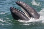 Do whales drink water? Do they get thirsty? – Nature and Wildlife TV ...