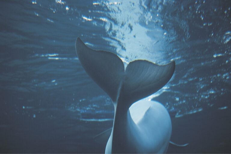 The Wonders of Beluga Whales: Facts, Conservation, and More – Nature ...