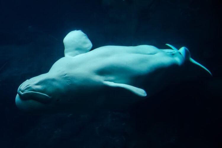 The Wonders of Beluga Whales: Facts, Conservation, and More – Nature ...