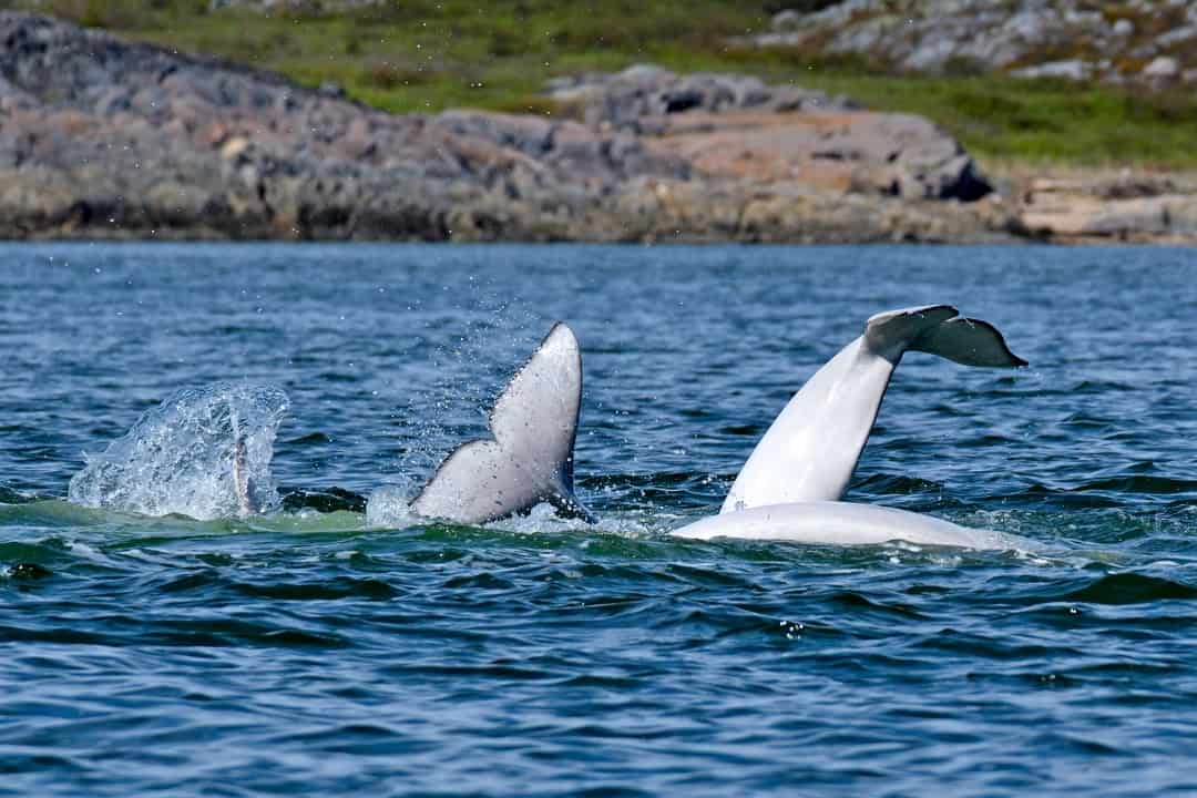 The Wonders of Beluga Whales: Facts, Conservation, and More – Nature ...