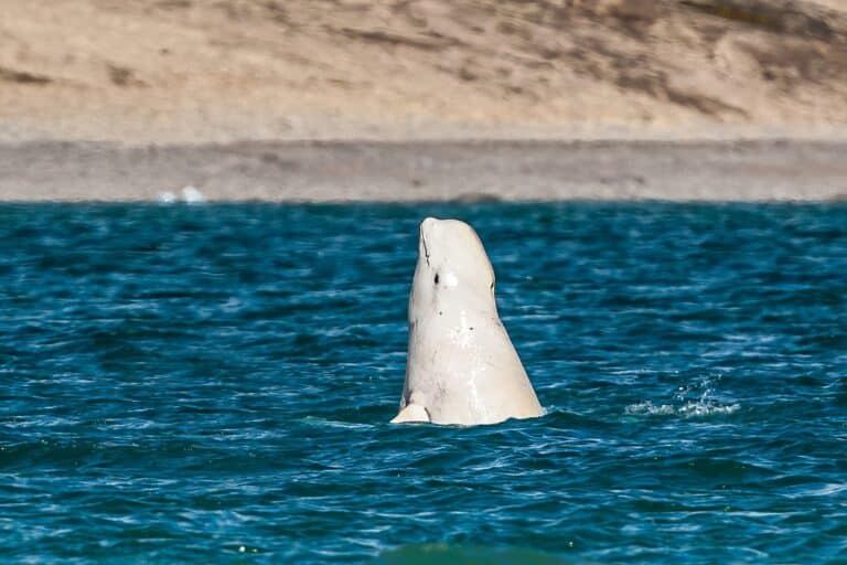 The Wonders of Beluga Whales: Facts, Conservation, and More – Nature ...