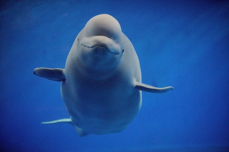 The Wonders of Beluga Whales: Facts, Conservation, and More – Nature ...