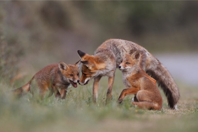 Do foxes mate for life? Myth or Reality of Mating for Life? – Nature ...