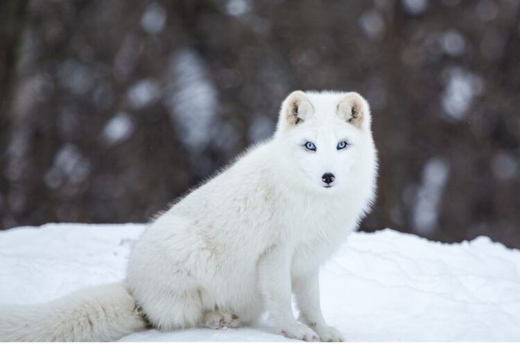 What color are foxes’ eyes? Unraveling the mystery! – Nature and ...