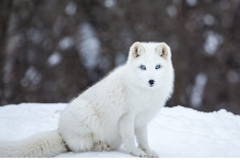 What color are foxes’ eyes? Unraveling the mystery! – Nature and ...