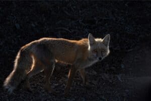 What color are foxes’ eyes? Unraveling the mystery! – Nature and ...