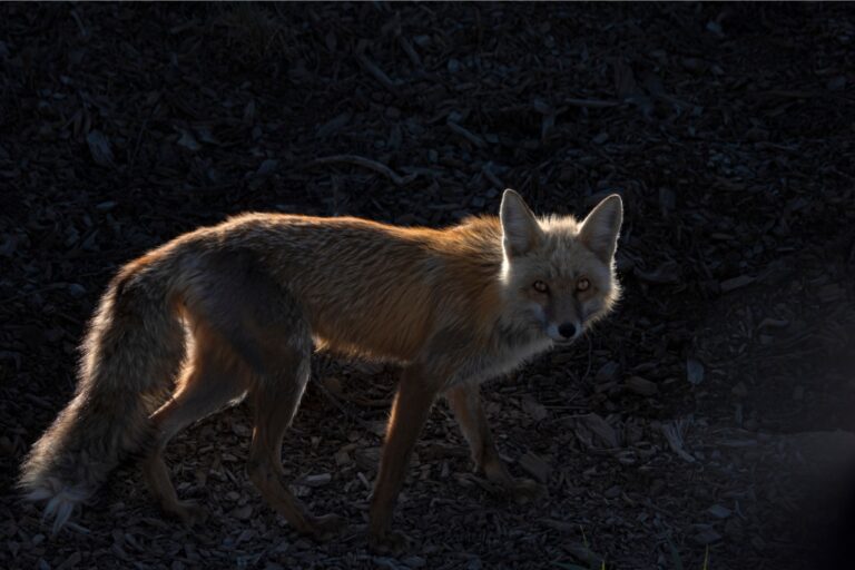 What color are foxes’ eyes? Unraveling the mystery! – Nature and ...