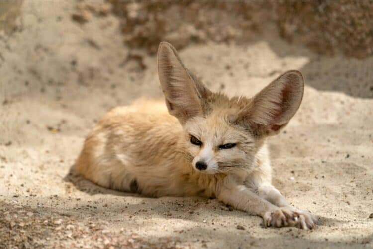 What color are foxes’ eyes? Unraveling the mystery! – Nature and ...