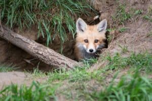 What does a fox den look like? Exploring a hidden habitat – Nature and ...