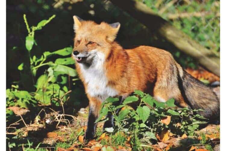 What color is a fox? Decoding the true colors of foxes – Nature and ...