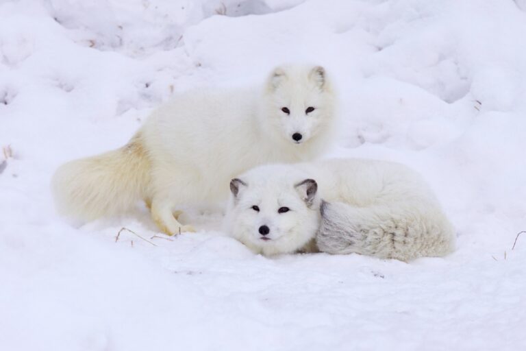 Do foxes hibernate? Sleeping Beauty or Winter Wanderer? – Nature and ...