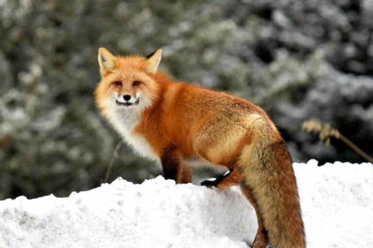 Do foxes hibernate? Sleeping Beauty or Winter Wanderer? – Nature and ...