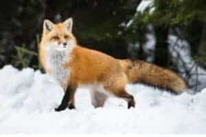 Do foxes hibernate? Sleeping Beauty or Winter Wanderer? – Nature and ...