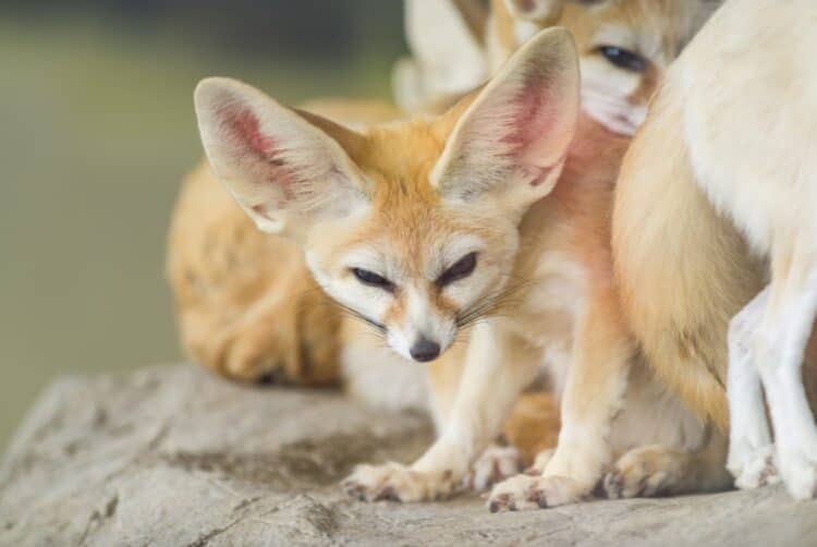 What do foxes eat? A look into their appetizing world