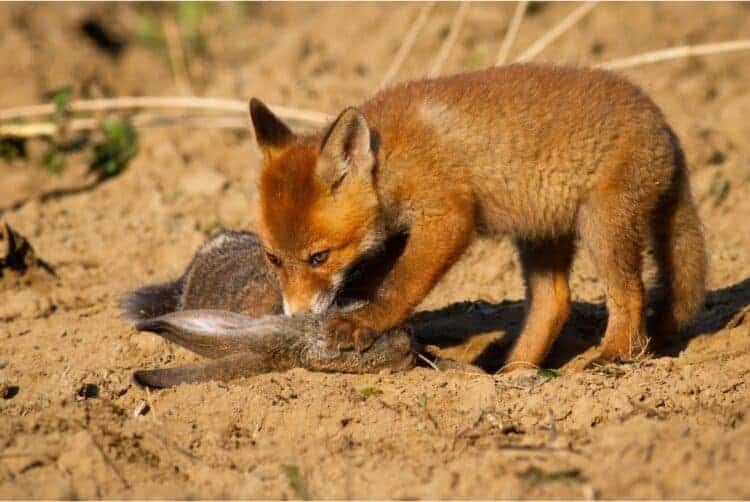 What do foxes eat? A look into their appetizing world