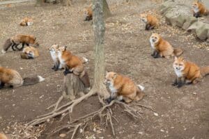 Fascinating Fox Fact: What is a group of foxes called? – Nature and ...