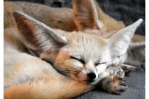 Where do foxes sleep? Decoding Foxes’ Sleeping Secrets – Nature and ...