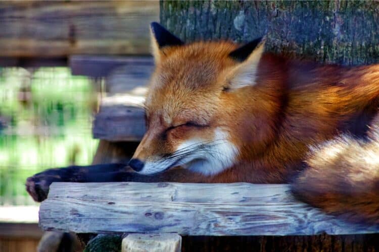 Where do foxes sleep? Decoding Foxes’ Sleeping Secrets – Nature and ...