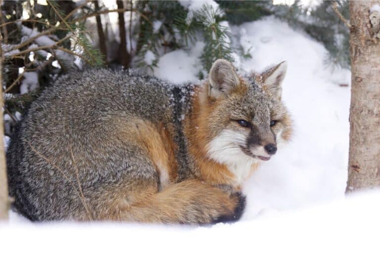 Where do foxes sleep? Decoding Foxes’ Sleeping Secrets – Nature and ...