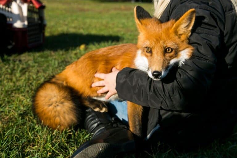 Are foxes dangerous? Fearsome or Friendly? – Nature and Wildlife TV ...